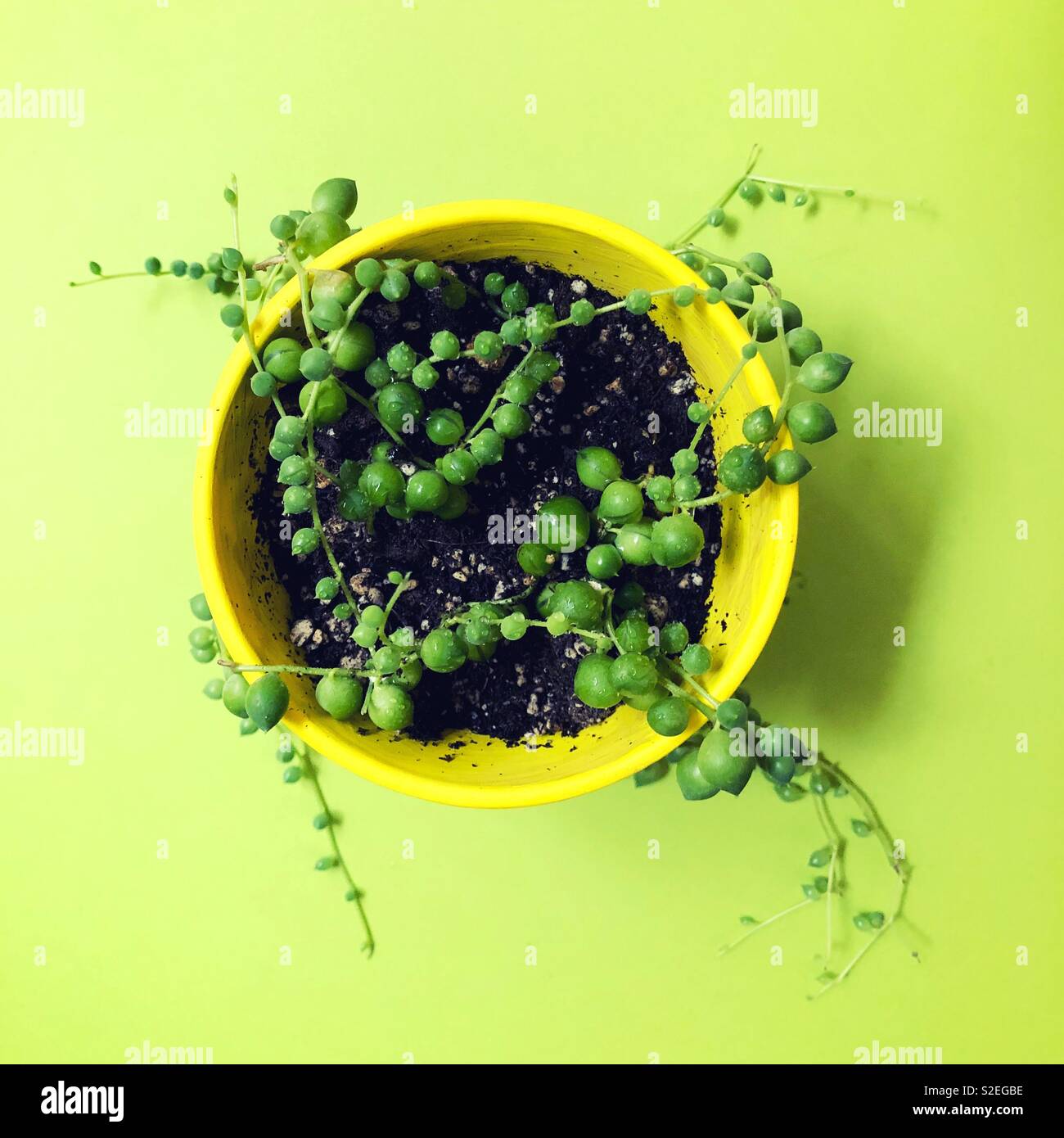 String of pearls houseplant hi-res stock photography and images - Alamy