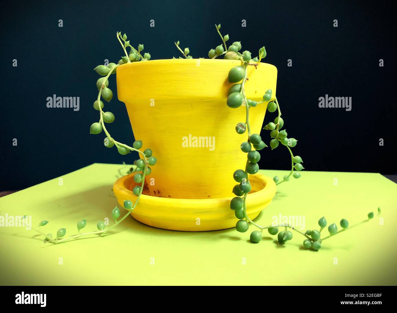 Garden pearls hi-res stock photography and images - Alamy