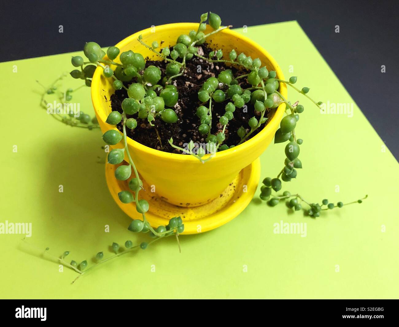 A string of beads plant Stock Photo - Alamy