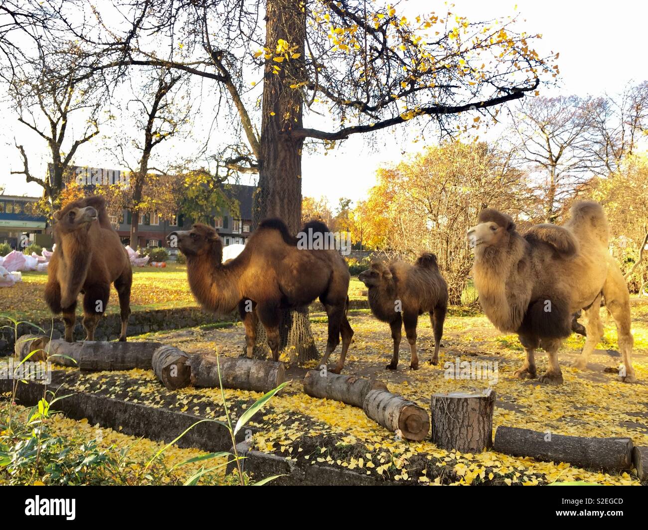 Zoo Cologne Stock Photos & Zoo Cologne Stock Images - Alamy