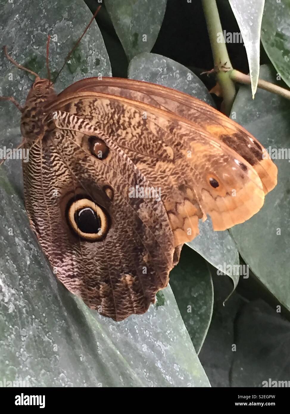Brown eyed Butterfly Stock Photo - Alamy