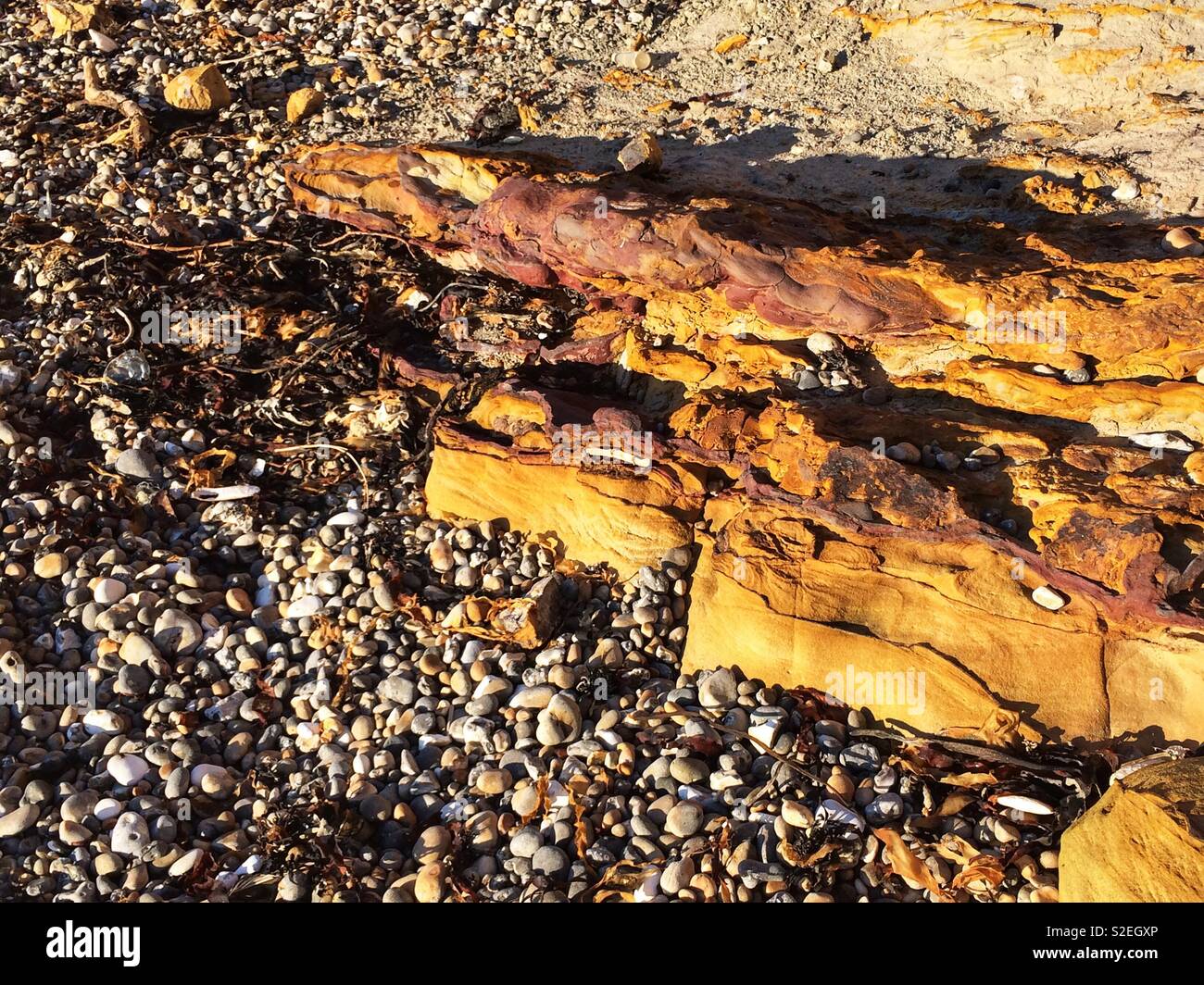 Drift wood on the beach Stock Photo - Alamy