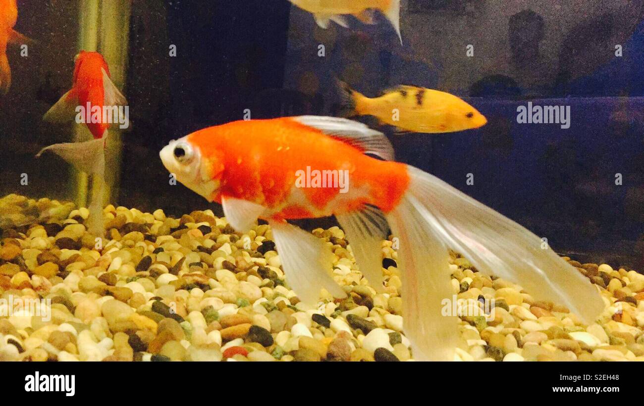 Comet tank hi-res stock photography and images - Alamy