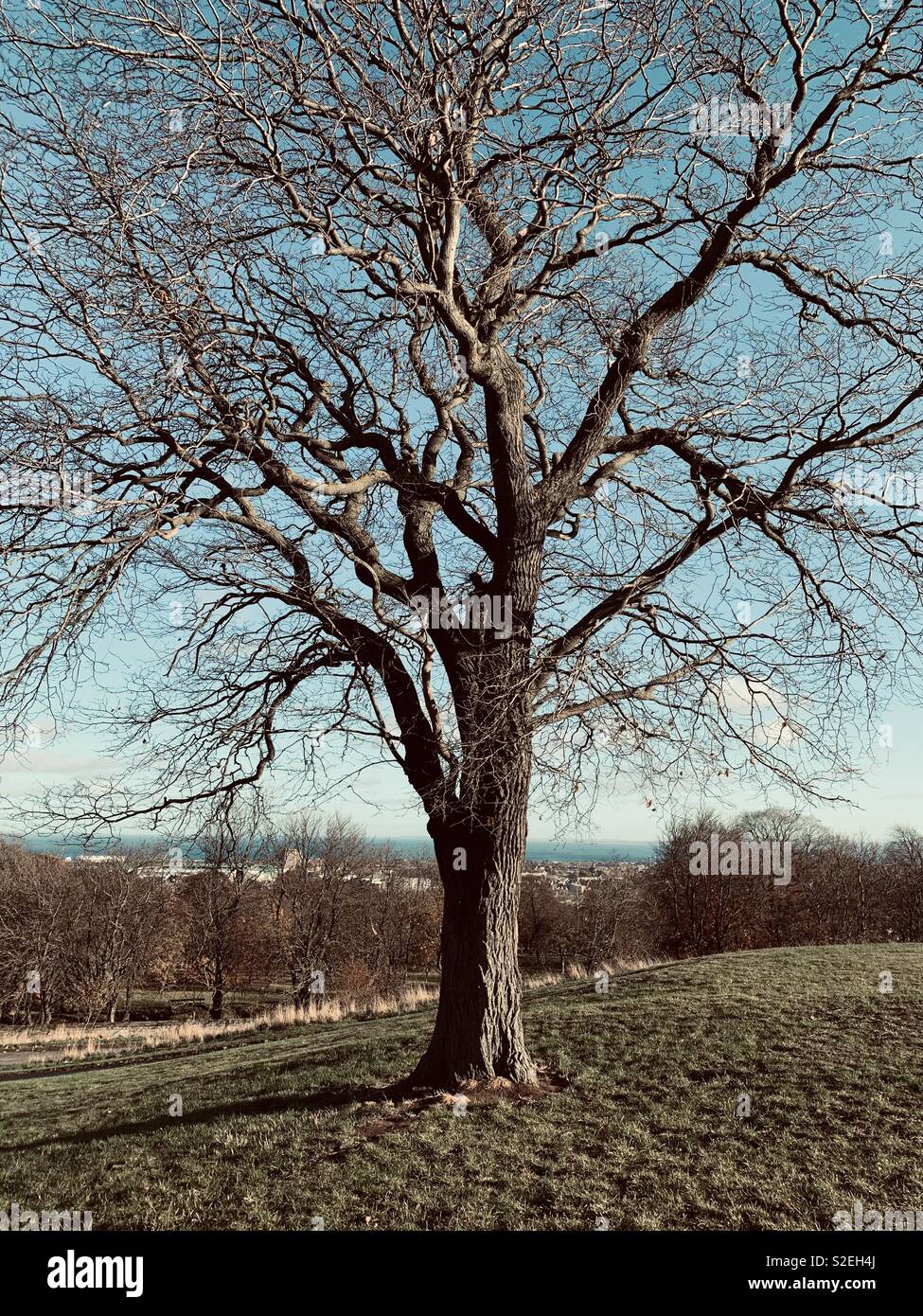 Weathered branches hi-res stock photography and images - Alamy