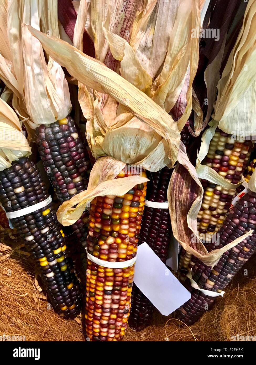 Colorful dried corn husks Stock Photo - Alamy