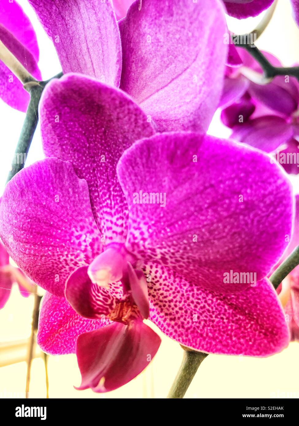 Bold veins hi-res stock photography and images - Alamy