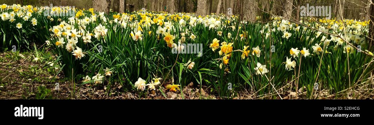Row of daffodils hi-res stock photography and images - Alamy