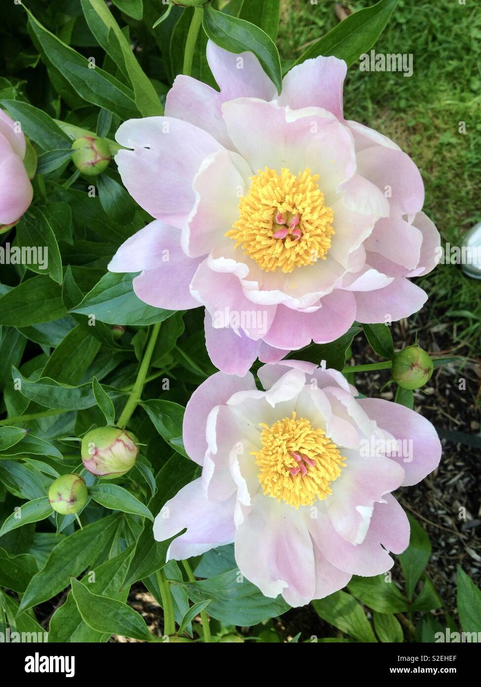 Yellow peonies hi-res stock photography and images - Alamy