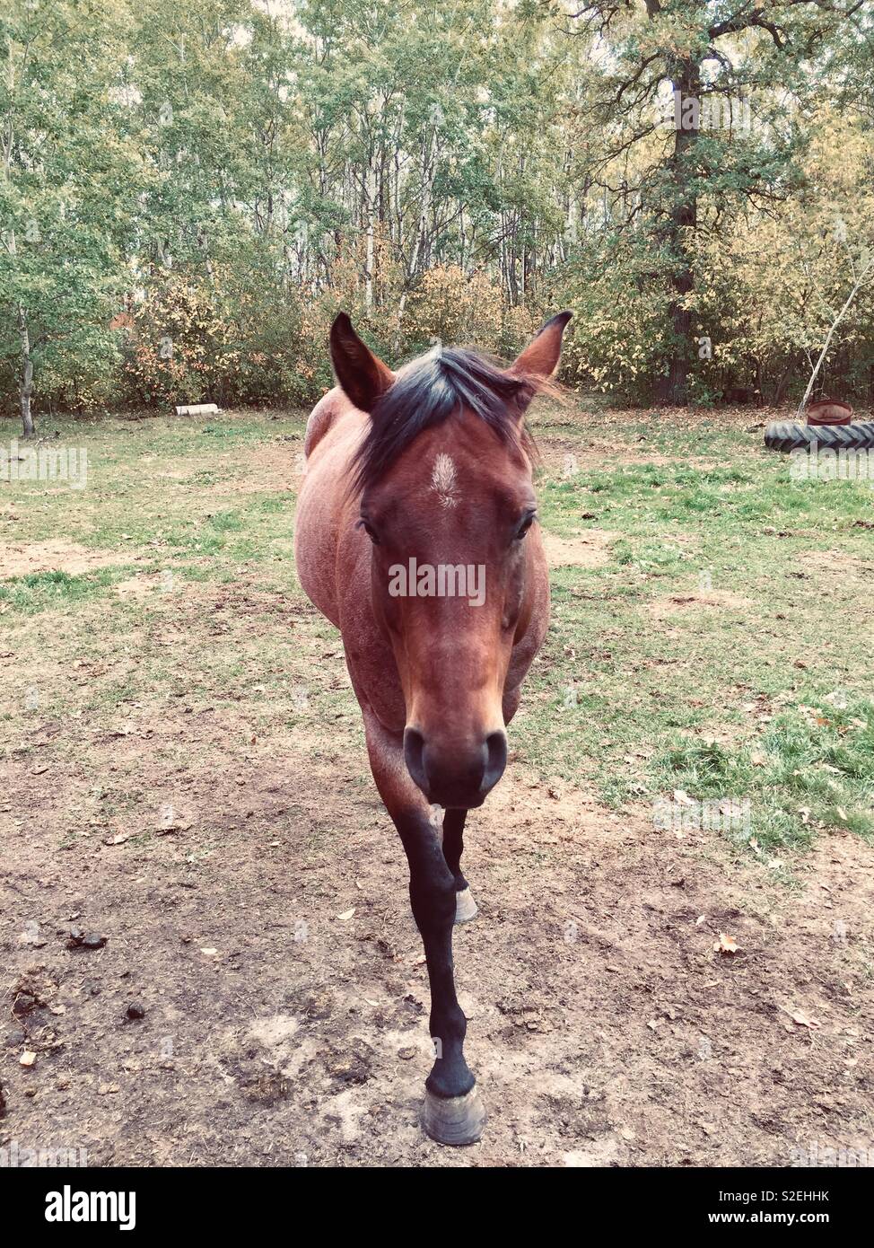 Calm horse hi-res stock photography and images - Alamy