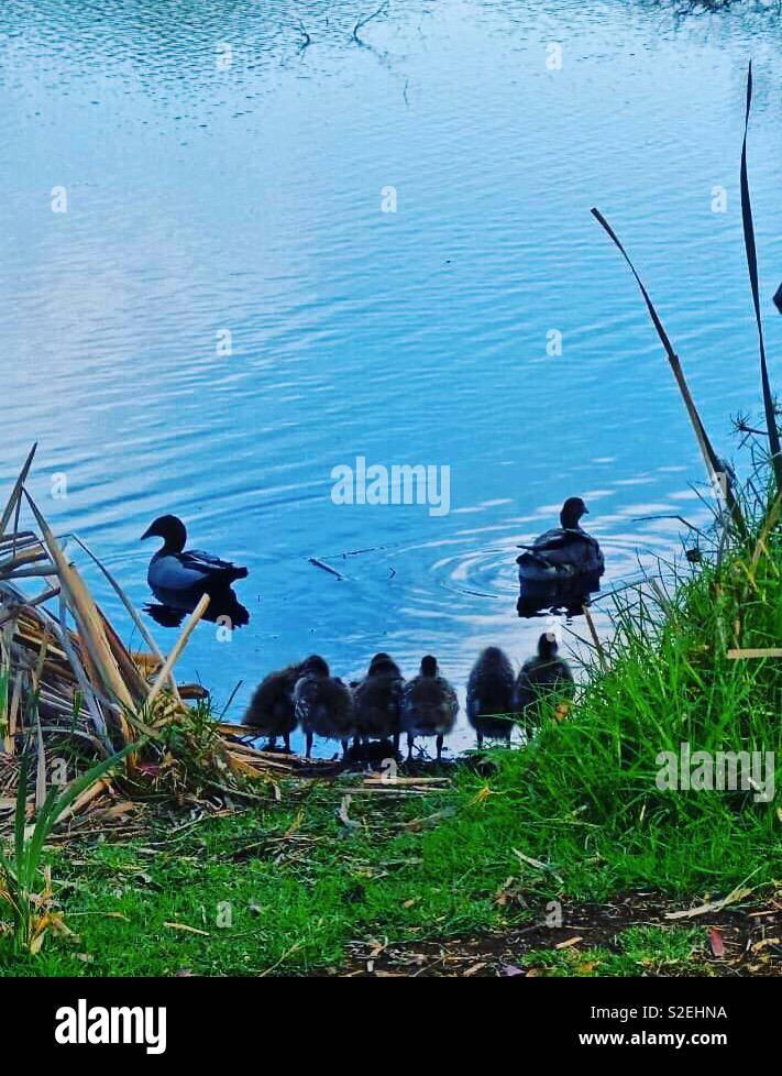 Australia ducks hi-res stock photography and images - Alamy