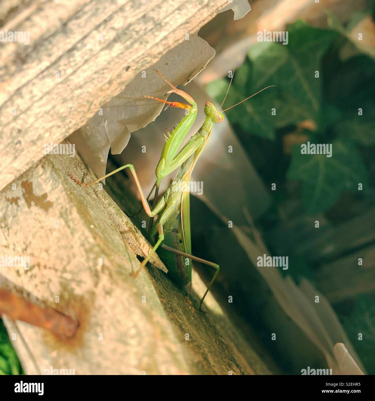 Insecte mante religieuse hi-res stock photography and images - Alamy