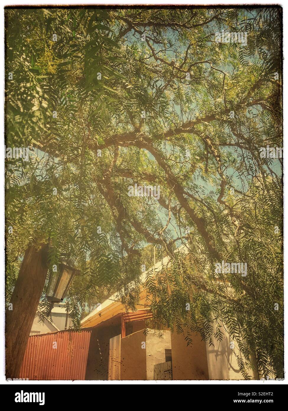 Pepper tree branches Stock Photo - Alamy