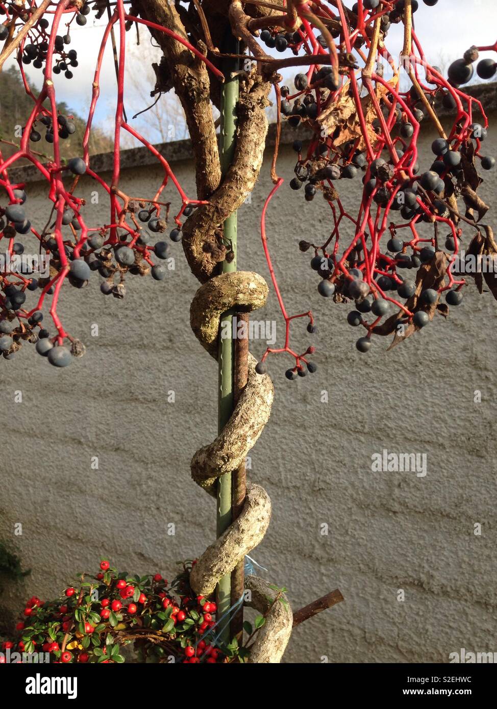 Wrapper as a trunk hi-res stock photography and images - Alamy