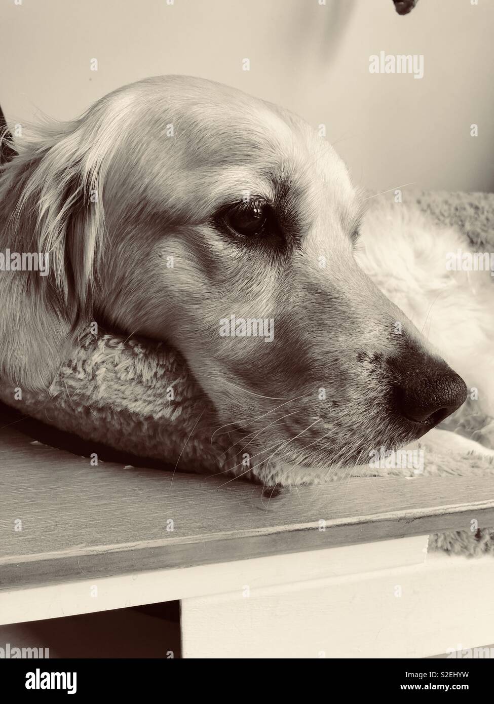 Thinking Dog High Resolution Stock Photography and Images - Alamy