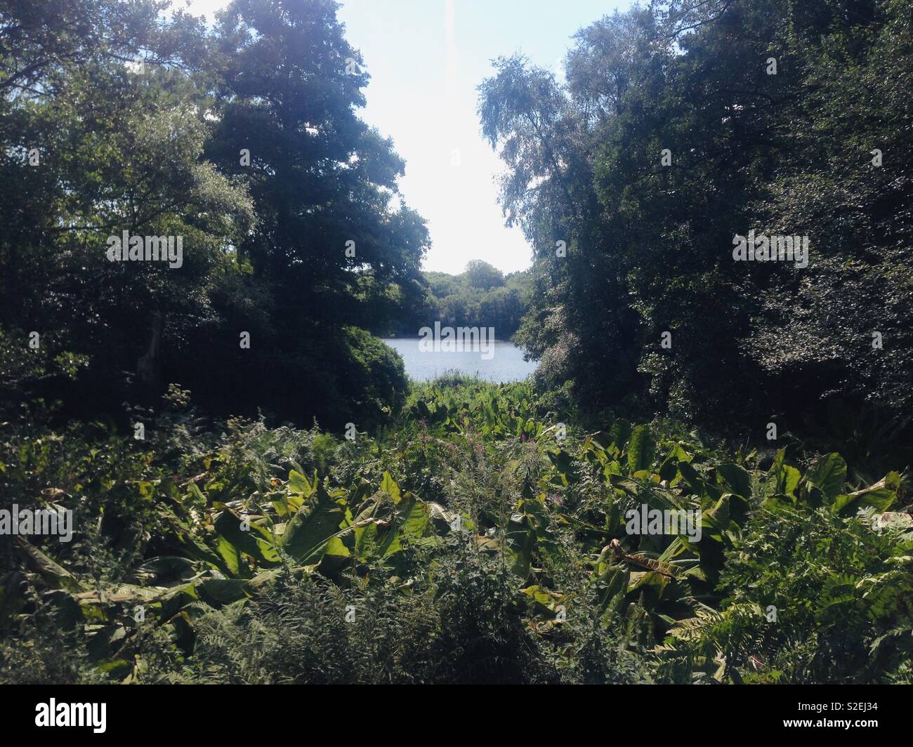 Thick vegetation hi-res stock photography and images - Alamy