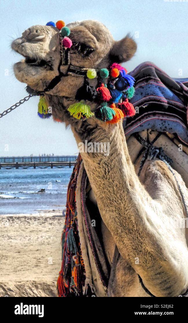 Singing happy camel after a water shower Stock Photo - Alamy