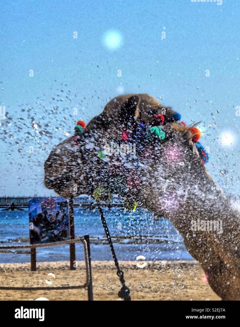 Camel likes to get a water shower Stock Photo - Alamy