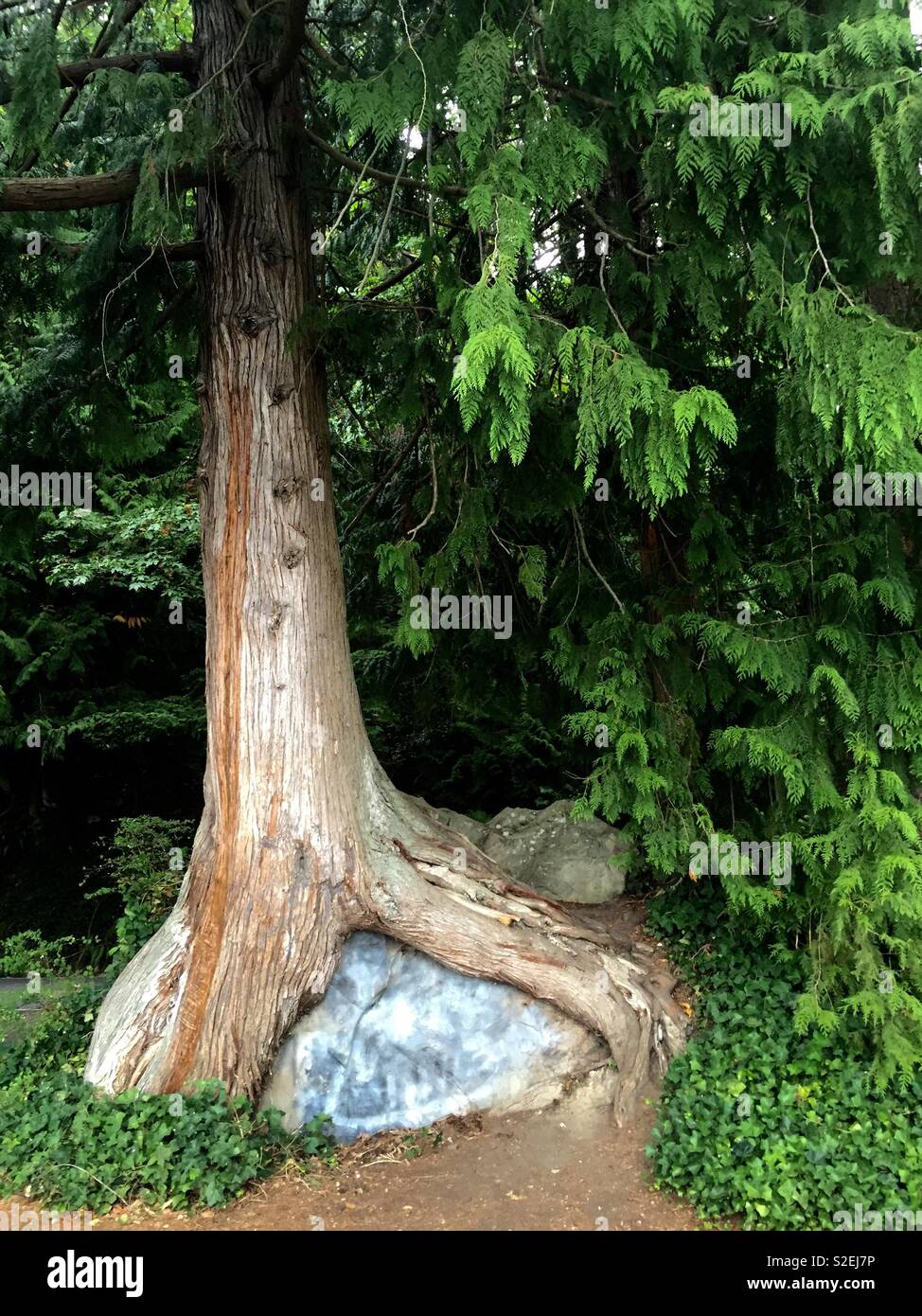 Tree roots wrapped around rock hi-res stock photography and images - Alamy