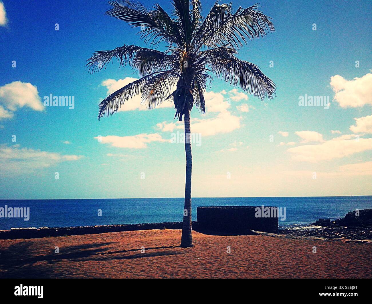 Single Palm Tree Stock Photo - Alamy