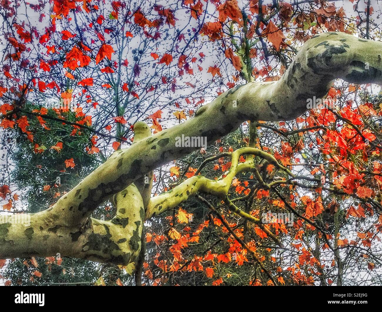 Gnarled Tree Branches High Resolution Stock Photography and Images - Alamy