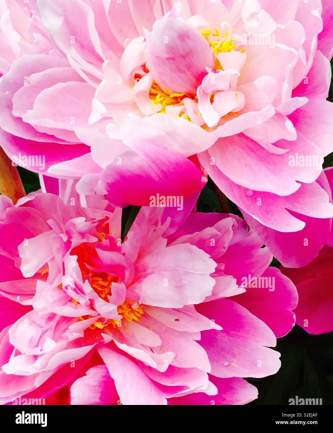 Couple of pink peonies hi-res stock photography and images - Alamy