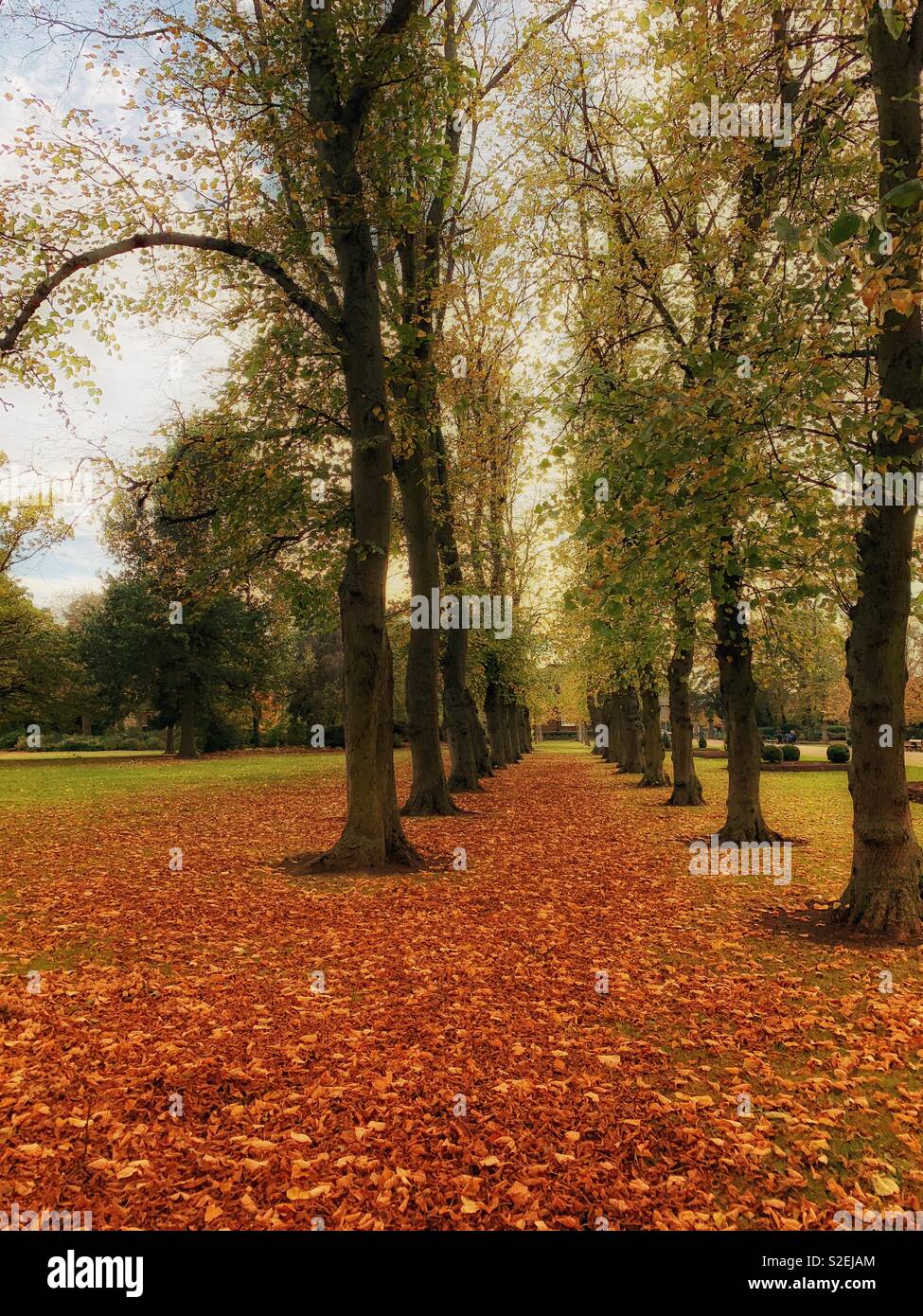 Trees and leaves park hi-res stock photography and images - Alamy