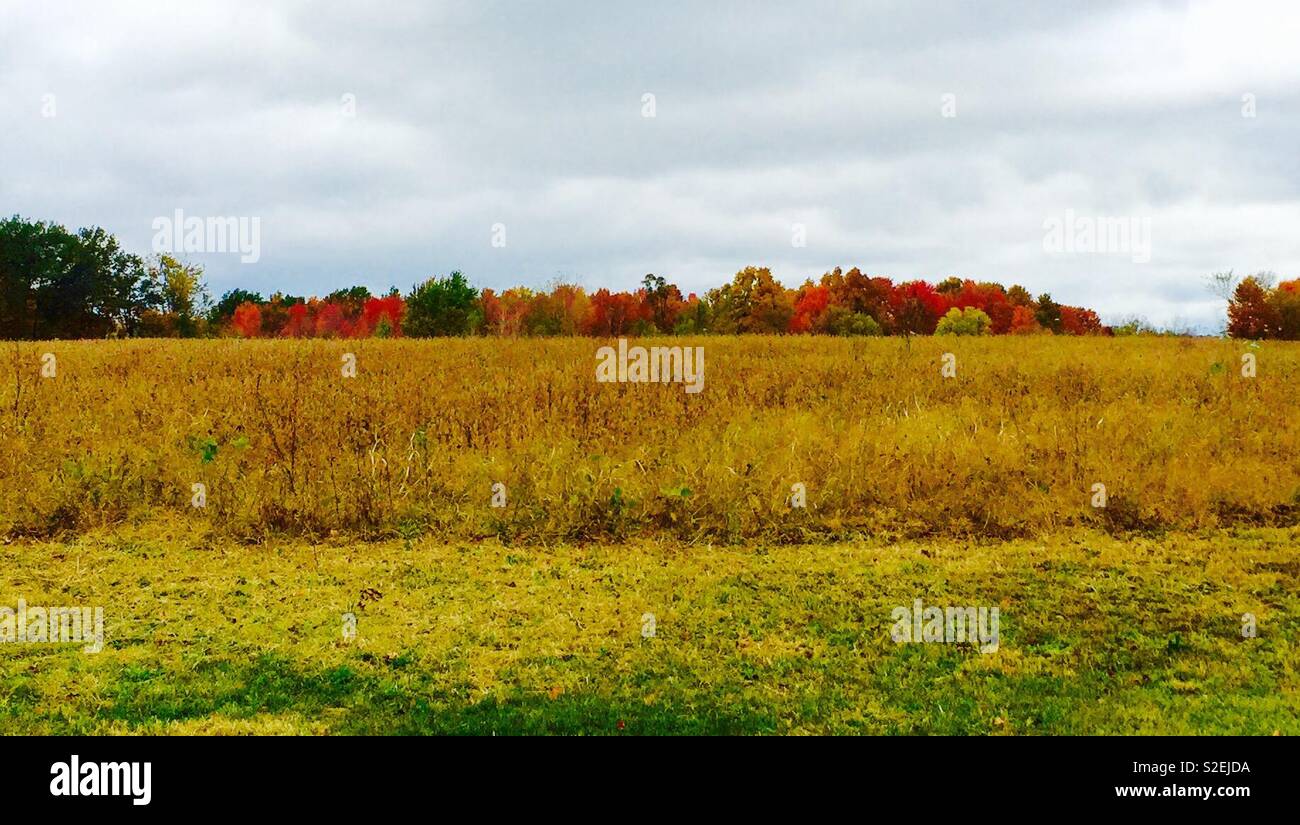 Hayfield and multi colored trees hi-res stock photography and images ...