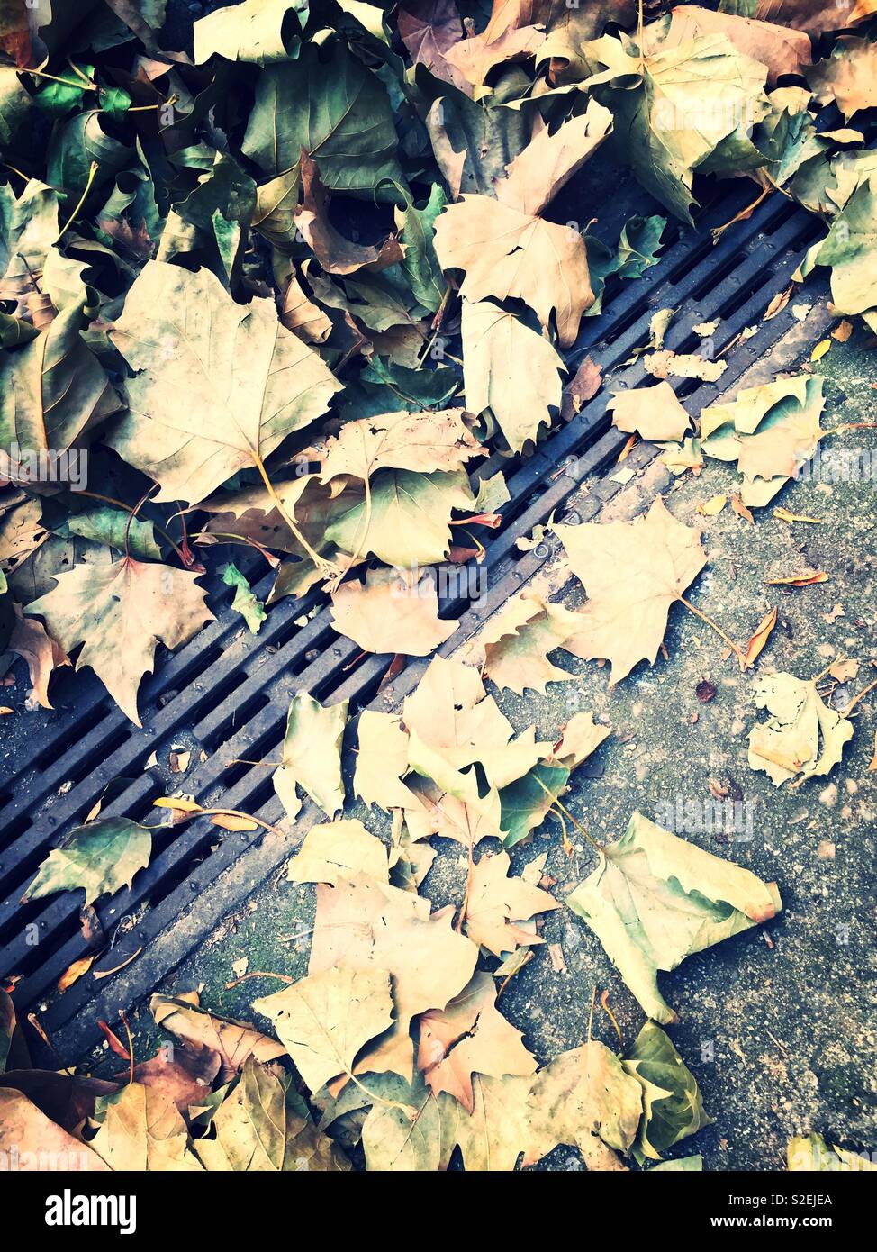 Fallen autumn leaves litter the sidewalk, United States Stock Photo - Alamy