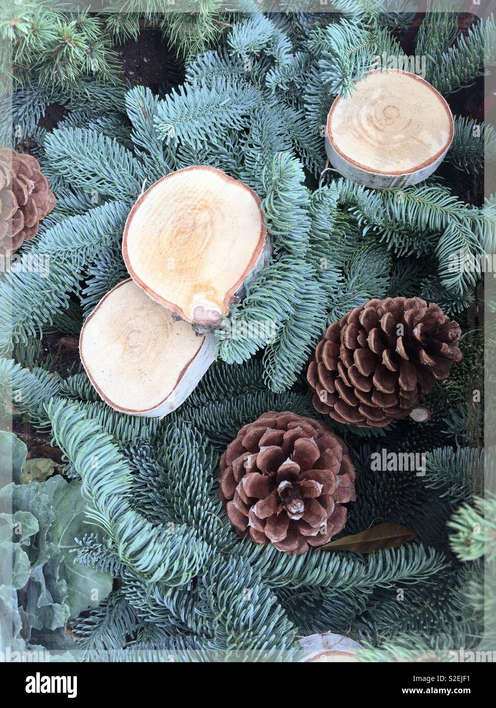 Seasonal holiday display of evergreens birch trees and pinecones ...