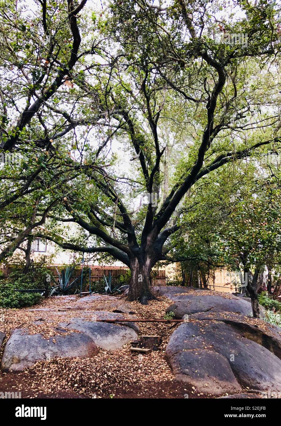 Beautiful Oak Tree High Resolution Stock Photography and Images - Alamy