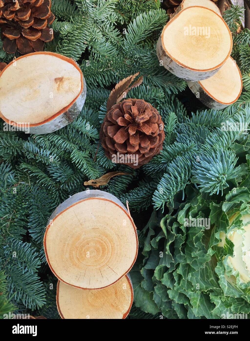 Holiday Display of birch tree slices pinecones and evergreens, United ...
