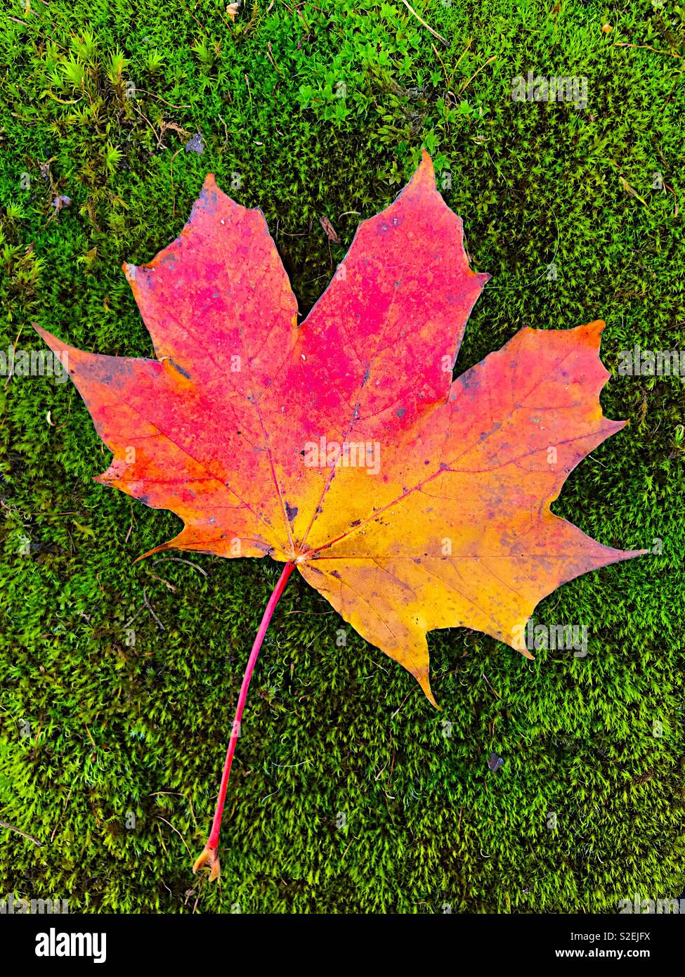 Fall of leaf hi-res stock photography and images - Alamy