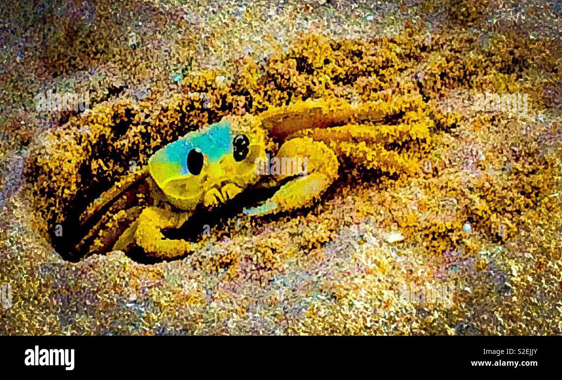Tropical Crab in Sandhole Stock Photo - Alamy