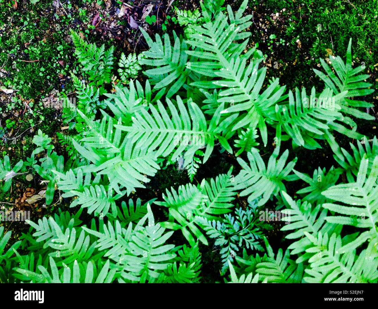 Common polypody fern, Polypodium vulgare Stock Photo - Alamy