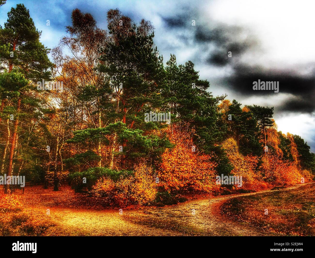 Autumn colours, Sutton Heath, Suffolk, England Stock Photo - Alamy