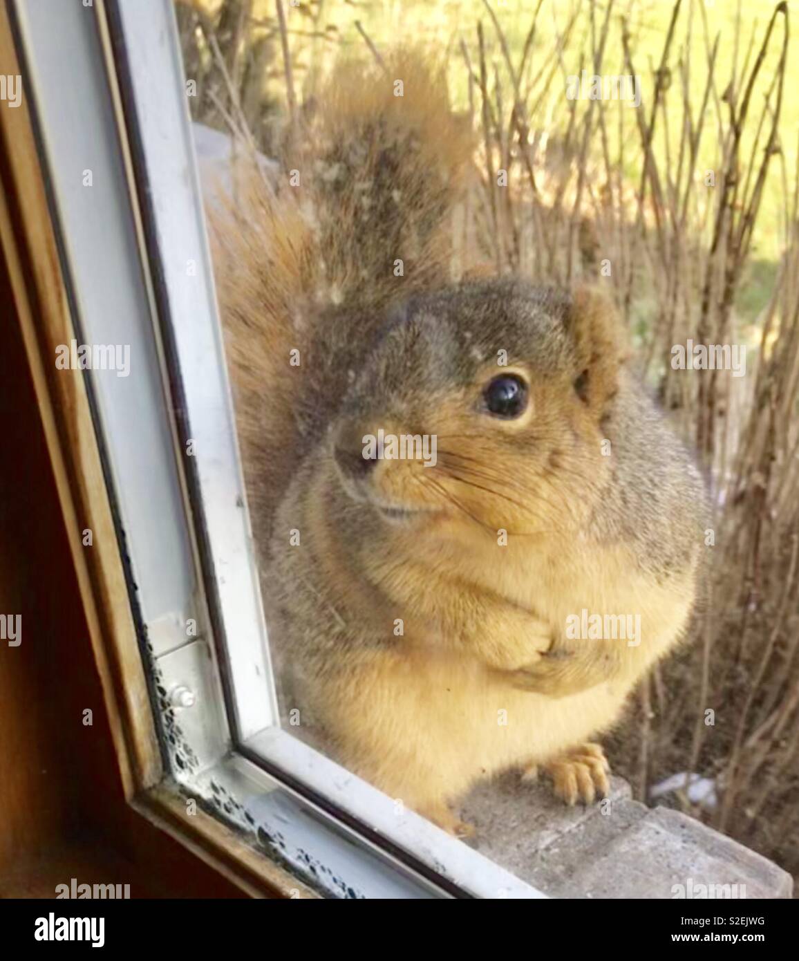 Squirrel looking window Stock Photo - Alamy