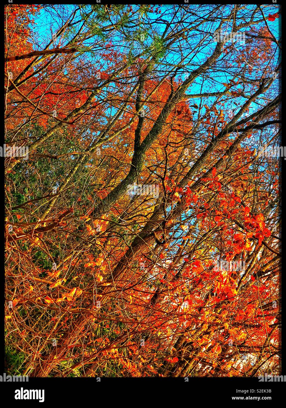 Autum trees hi-res stock photography and images - Alamy