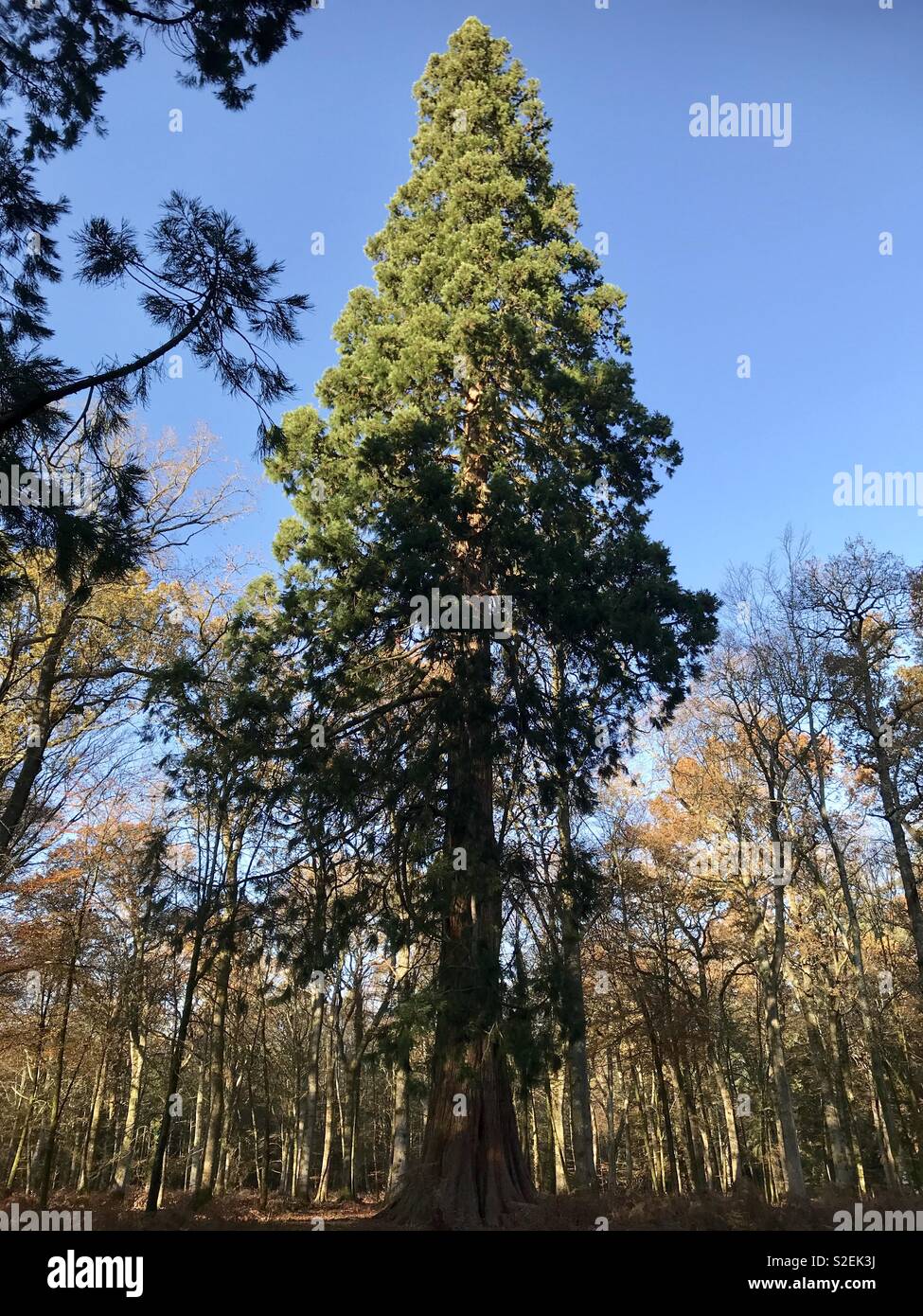 Sequoia wood hi-res stock photography and images - Alamy