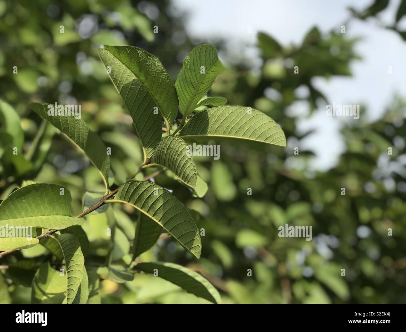 Guava tree hi-res stock photography and images - Alamy