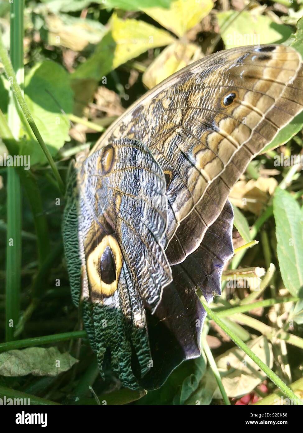 Morpheus butterfly hi-res stock photography and images - Alamy