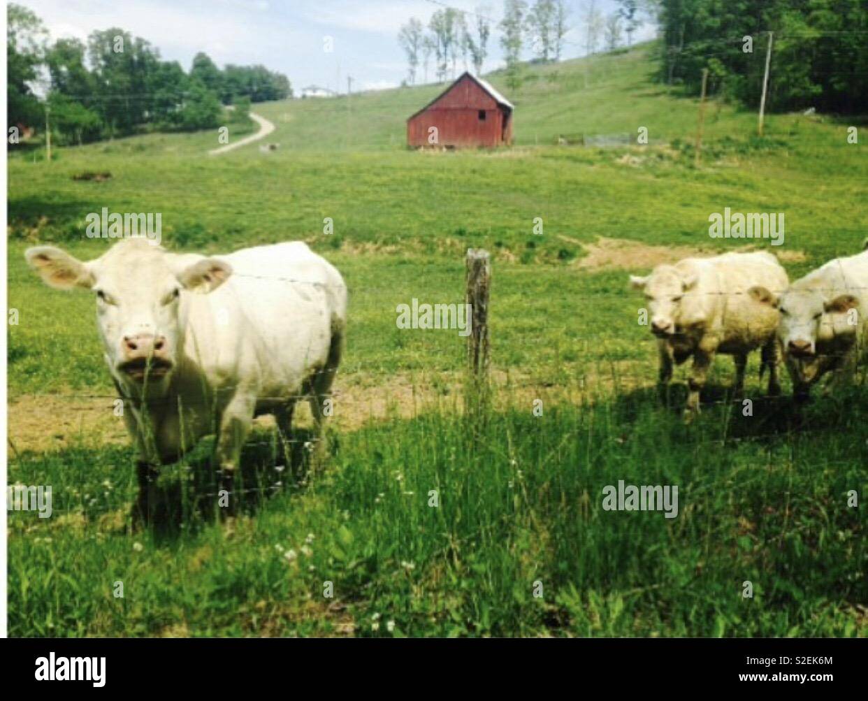 Cows looking at me hi-res stock photography and images - Alamy