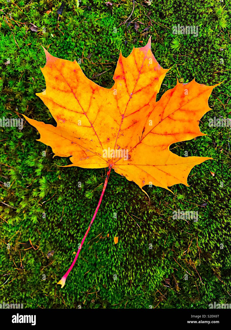 Moss fall leaf hi-res stock photography and images - Alamy