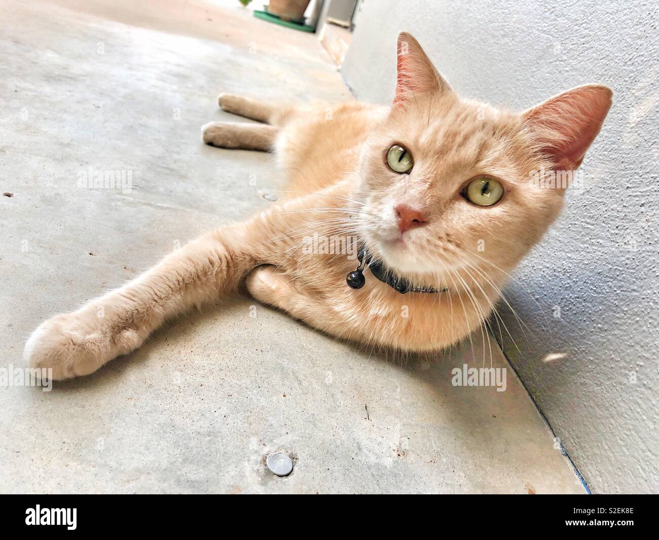 Domestic ginger cat with a collar laying down on a concrete floor Stock ...