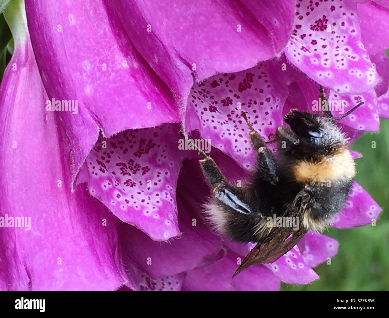 A bee at work Stock Photo - Alamy