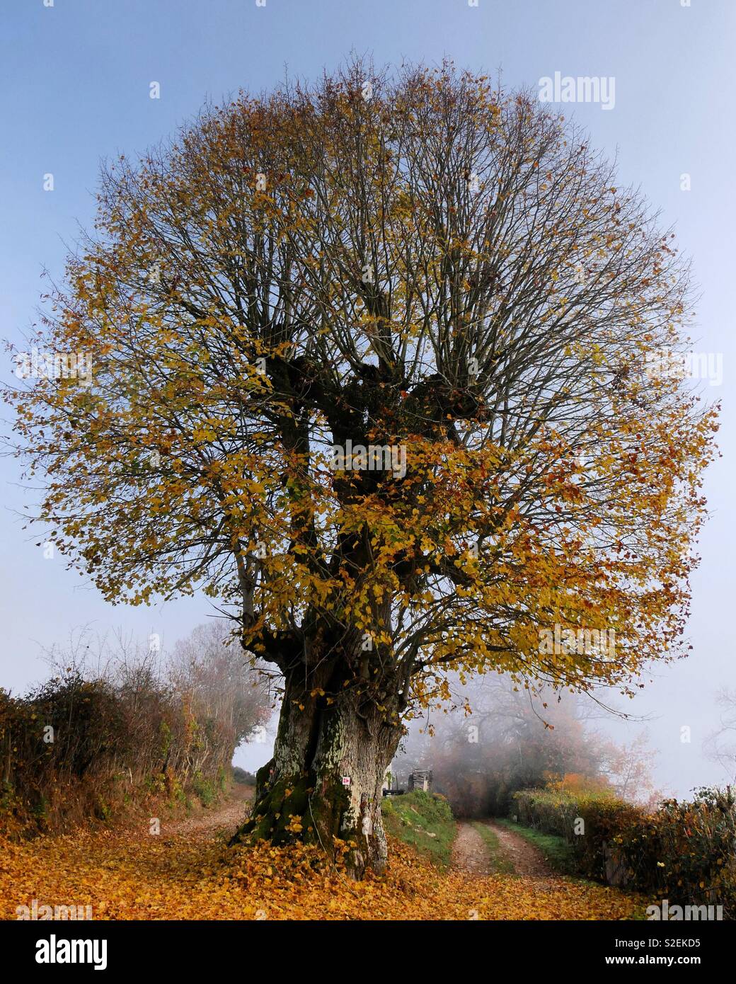 Autumn burgundy hi-res stock photography and images - Alamy