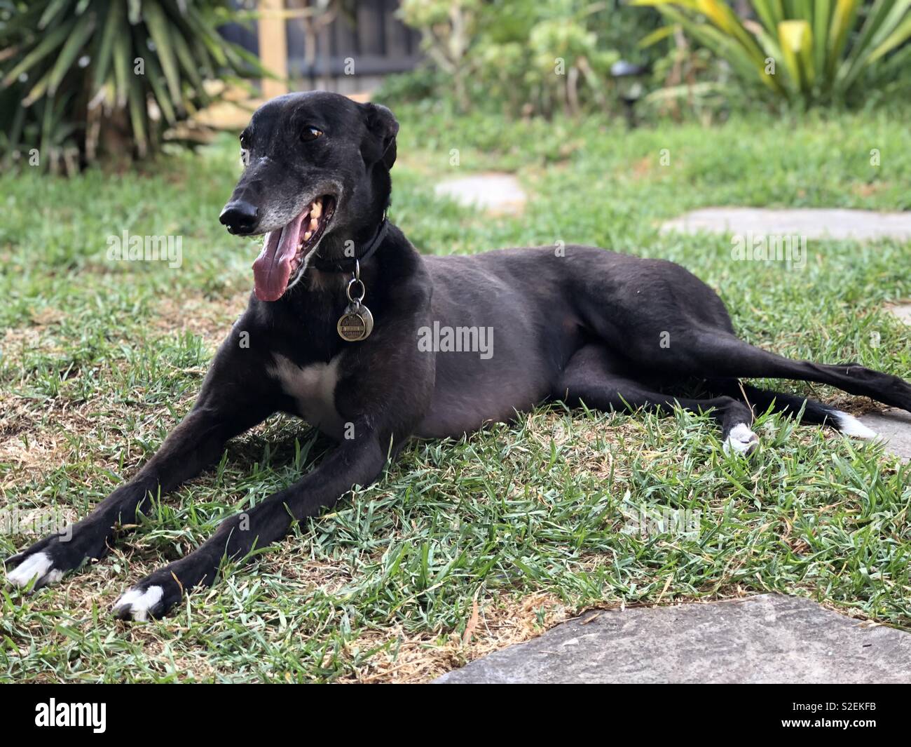 Greyhound gap hi-res stock photography and images - Alamy