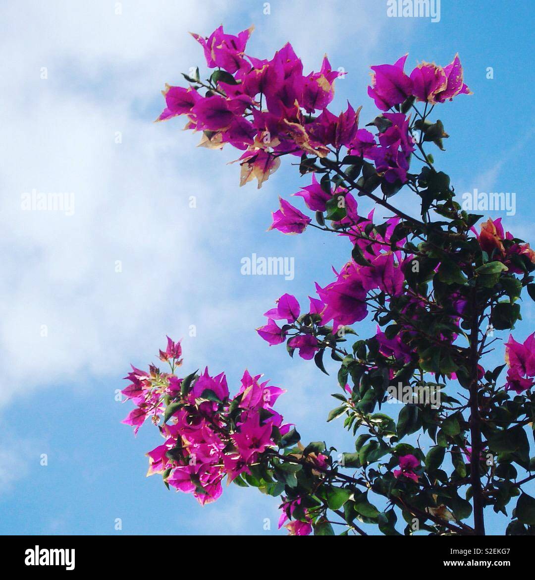 Pink Tree Branch Stock Photo - Alamy