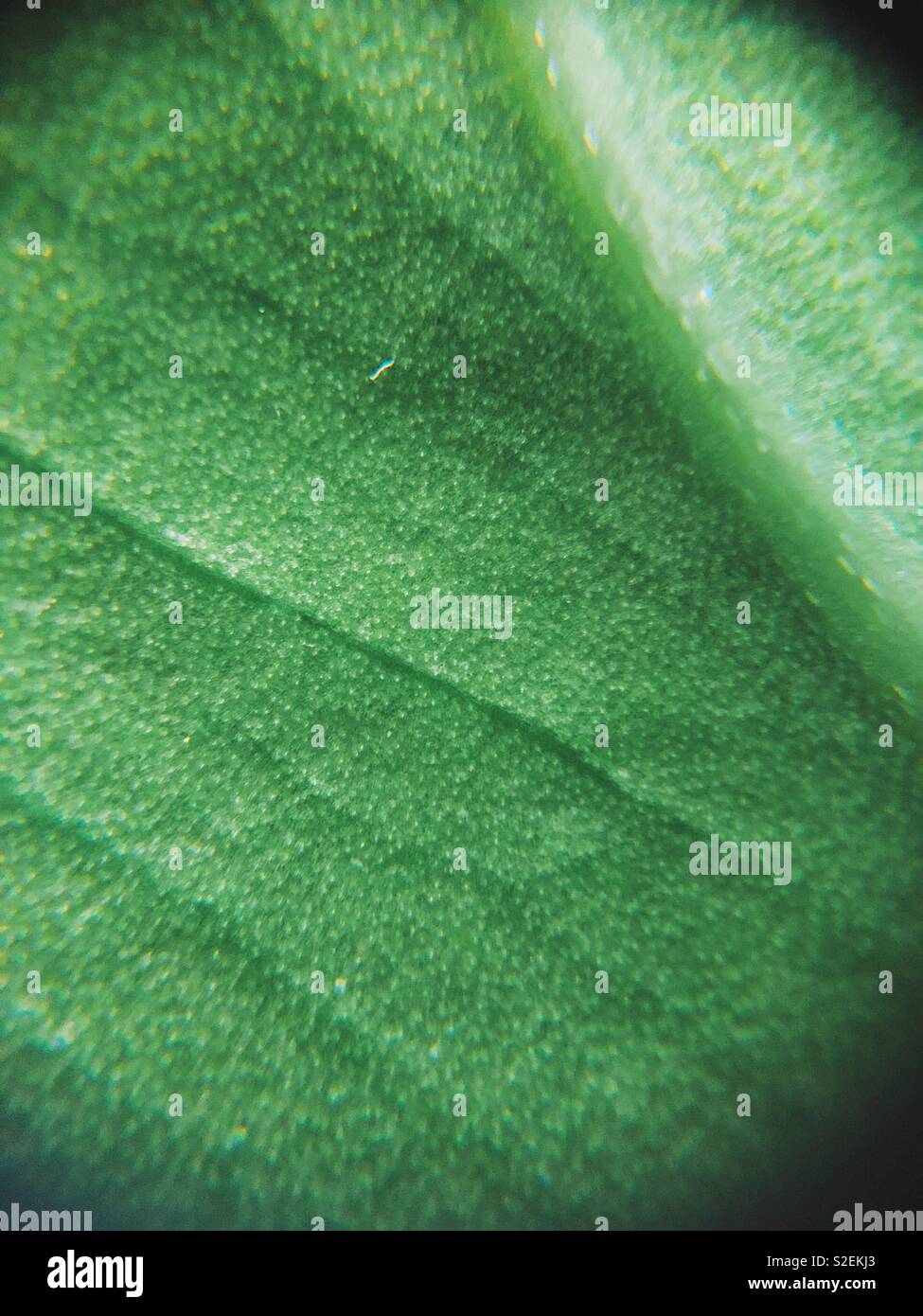 Leaf midrib hi-res stock photography and images - Alamy