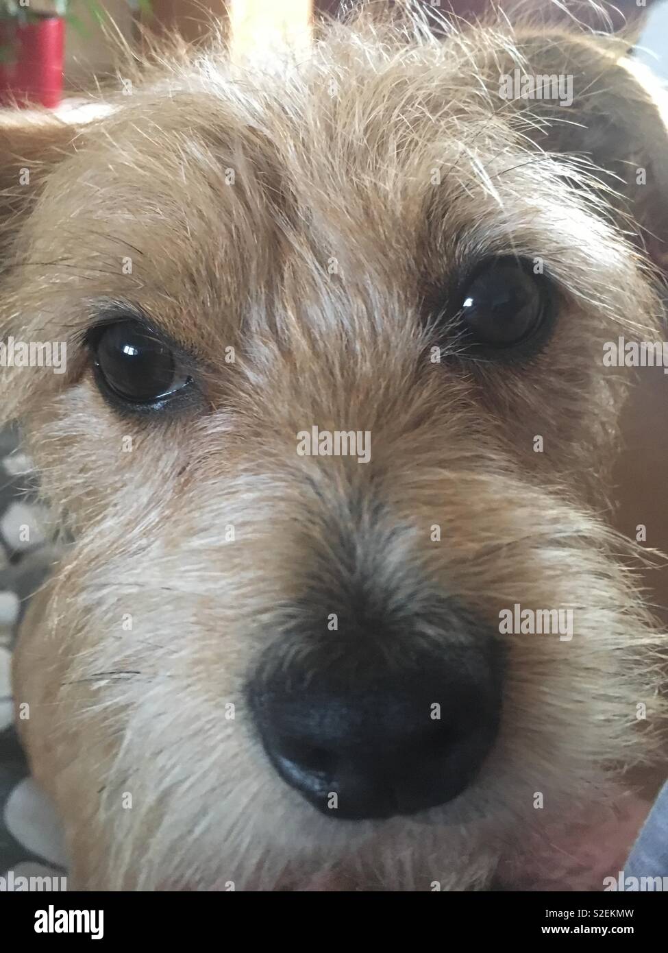 Puppy dog face hi-res stock photography and images - Alamy