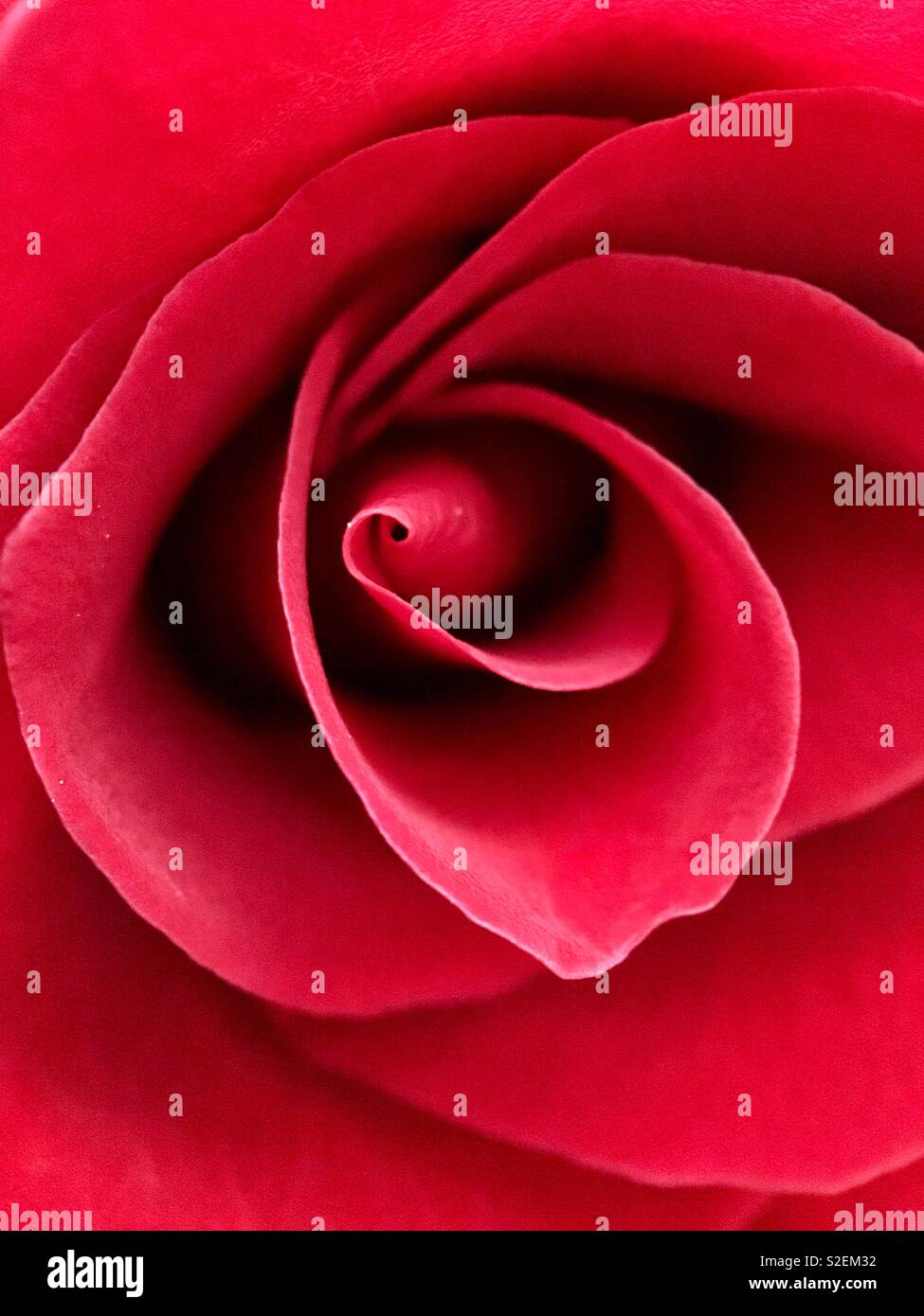 Closeup of the center of a red rose Stock Photo - Alamy